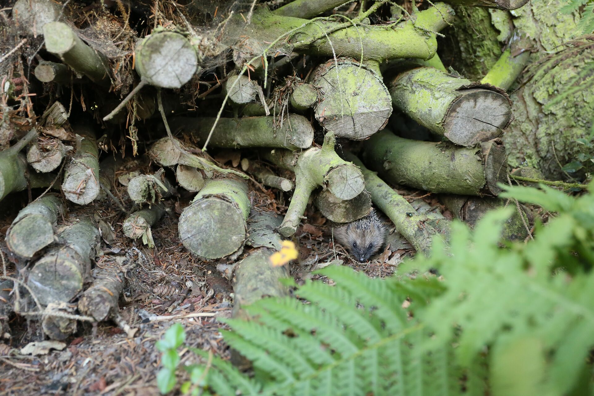 Igel - NABU Aachen Land
